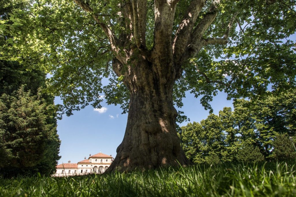 Turin – City of Trees? – Festival Cinema Ambiente